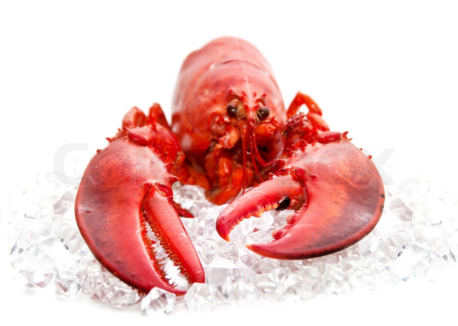 lobster | Stock image | Colourbox