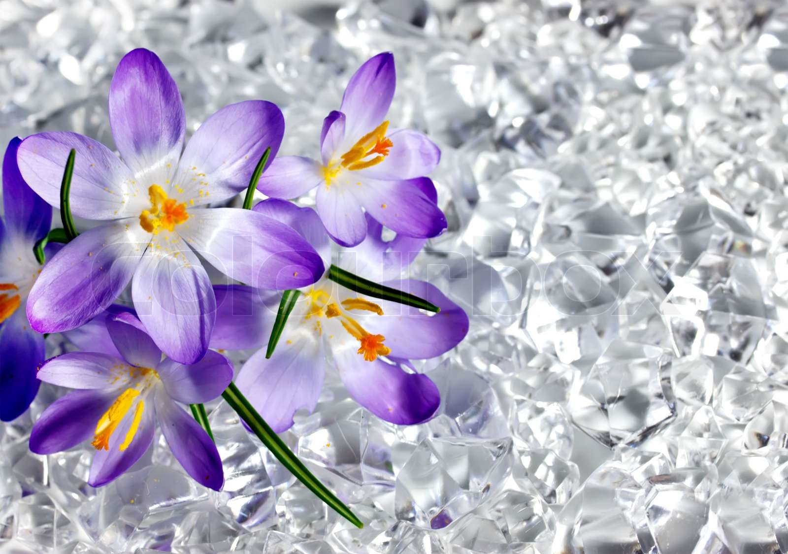 Crocus flowers in ice | Stock image | Colourbox