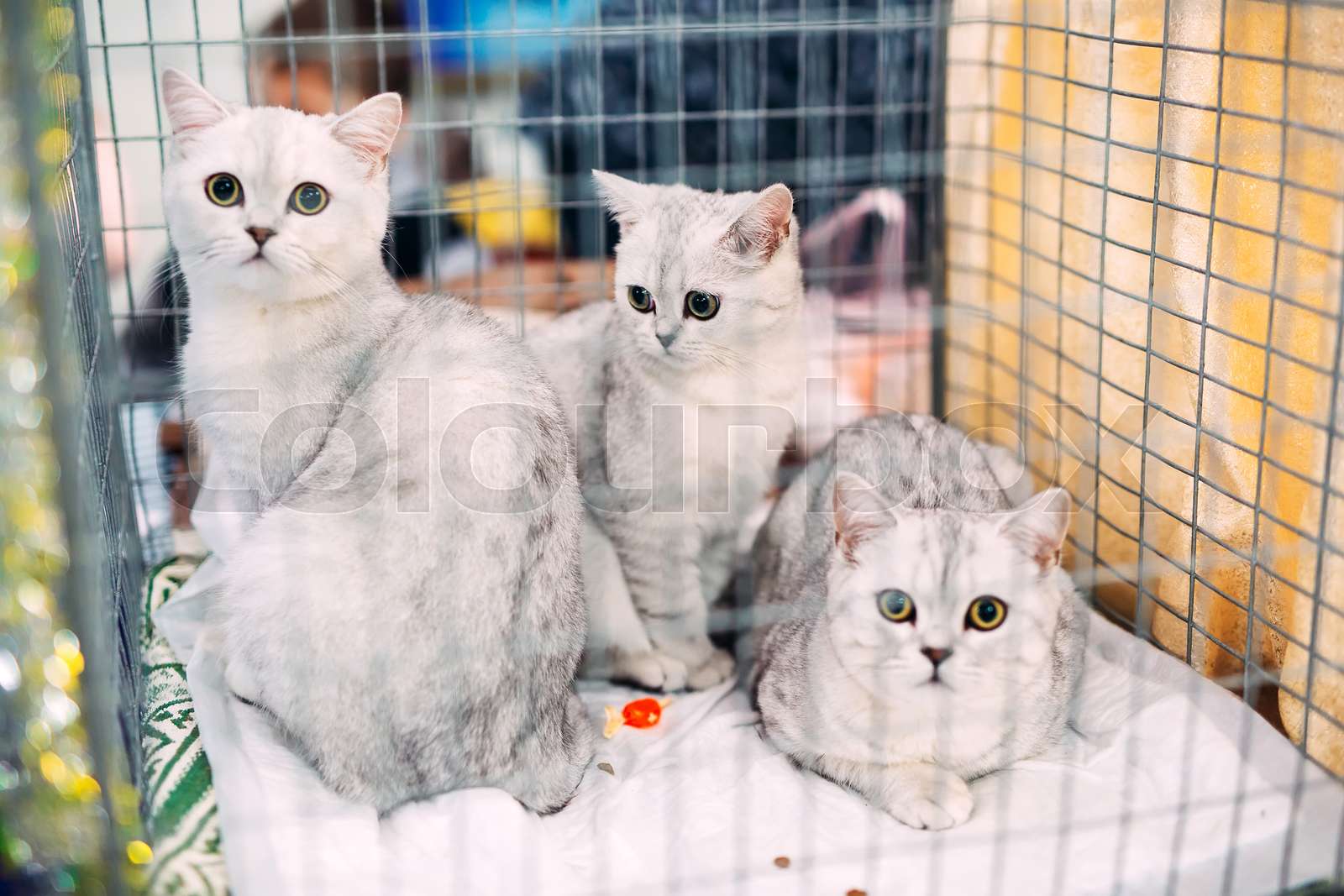 Exhibition or fair cats. | Stock image | Colourbox