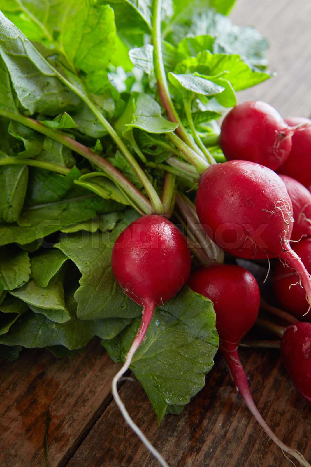 red radish | Stock image | Colourbox