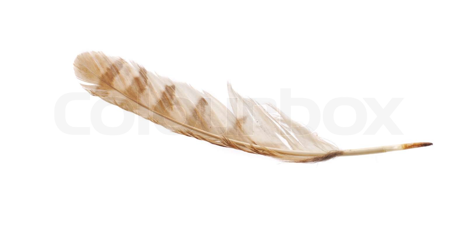 Feather from bird of prey tawny owl | Stock image | Colourbox