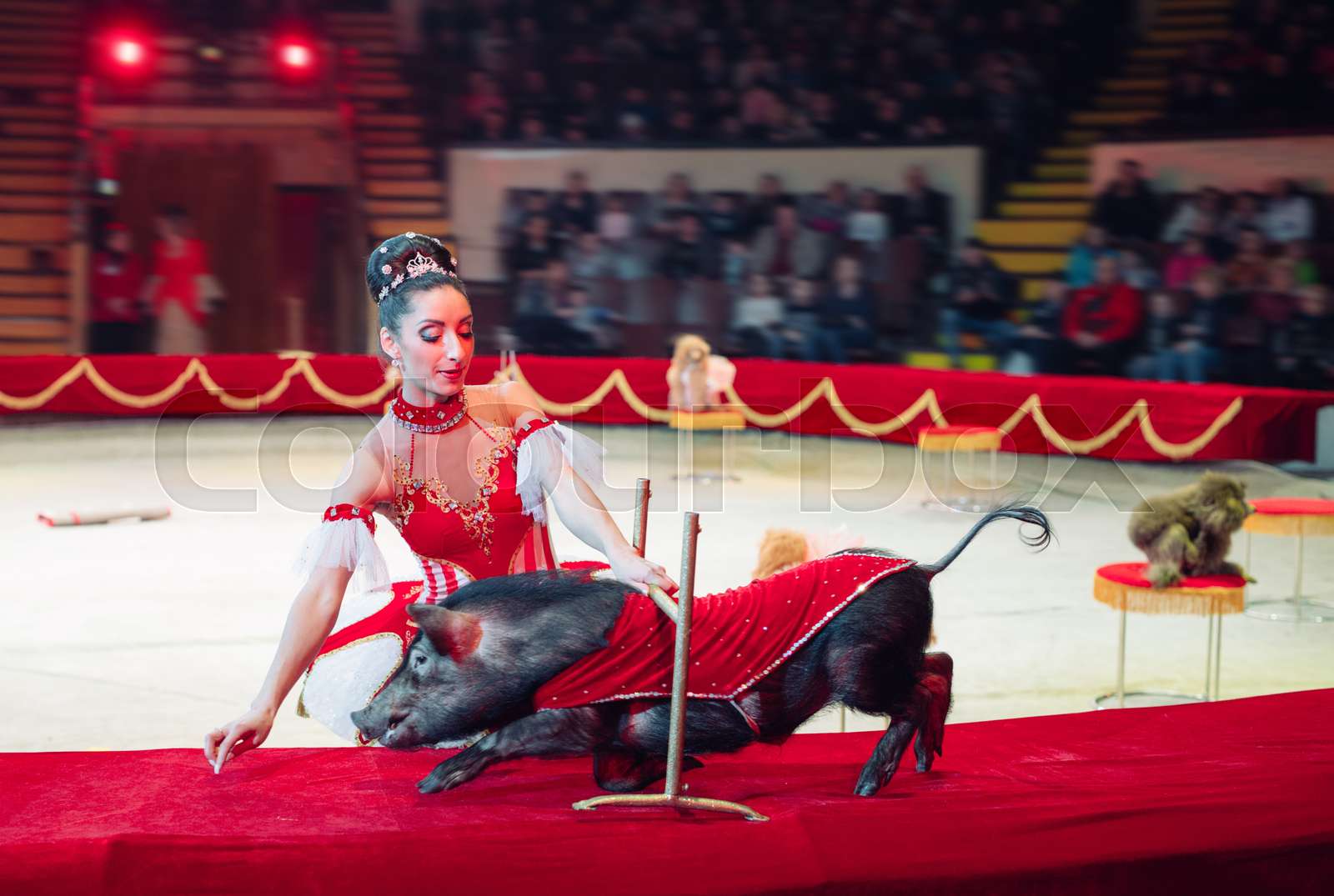 Performance of pigs in the circus arena. | Stock image | Colourbox