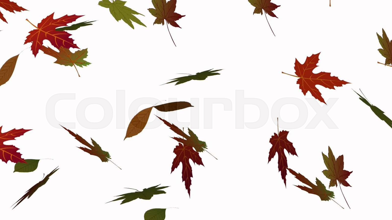 Animation of the autumn leaves falling | Stock video | Colourbox