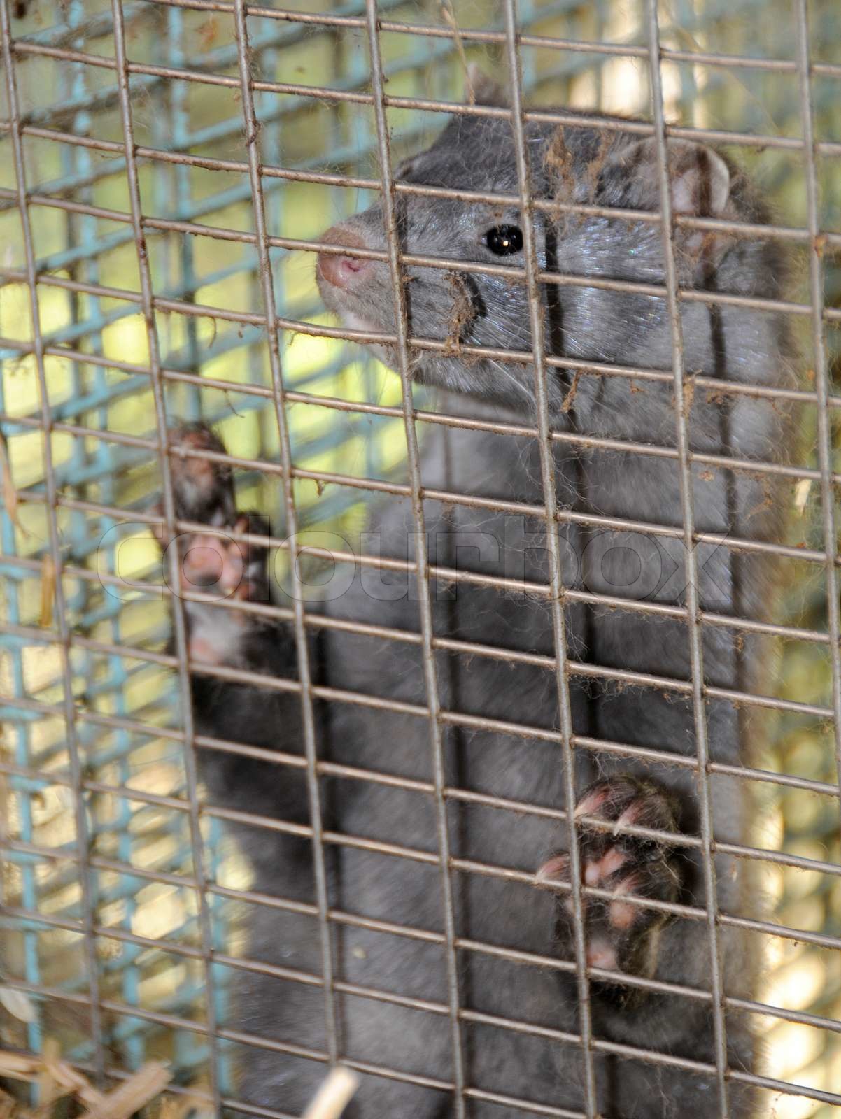 mink, animal, cage | Stock image | Colourbox