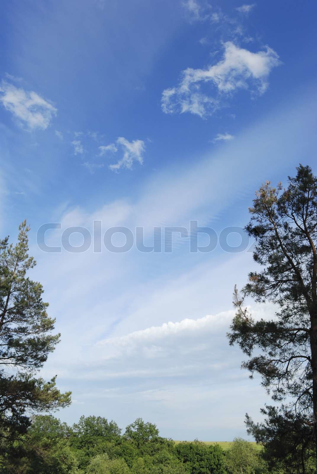 Summer trees | Stock image | Colourbox