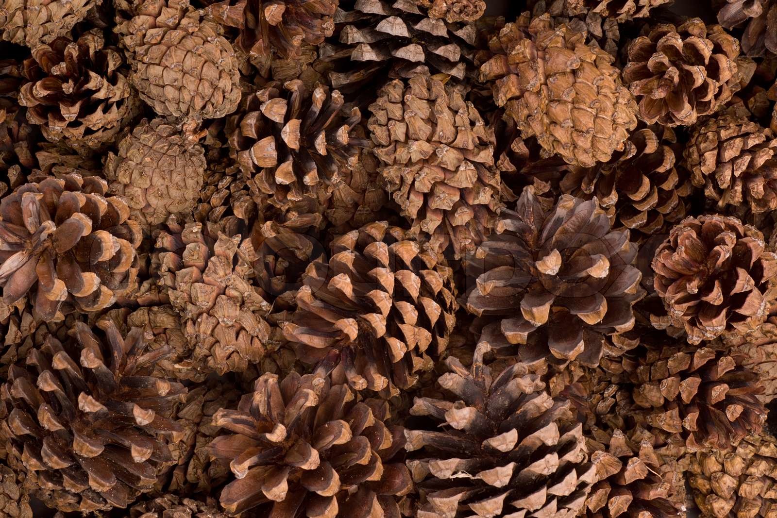 Haufen Zapfen | Stock Bild | Colourbox