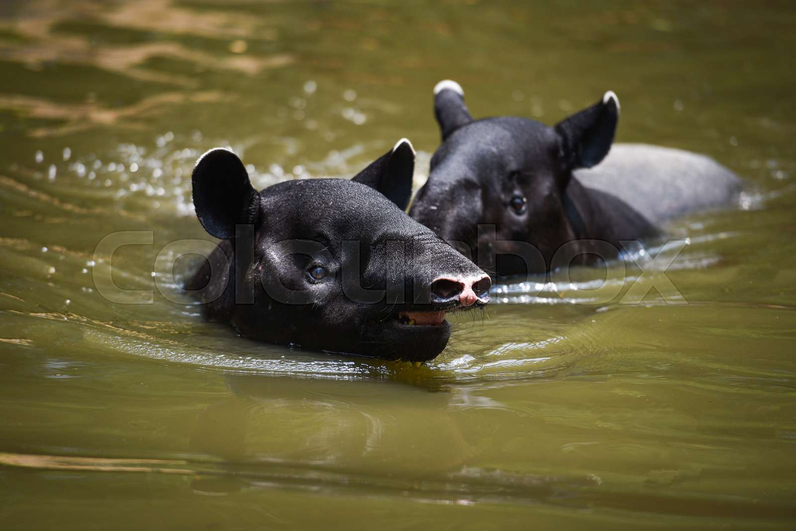 tapir swimming on the water in the wildlife sanctuary / Tapirus ...