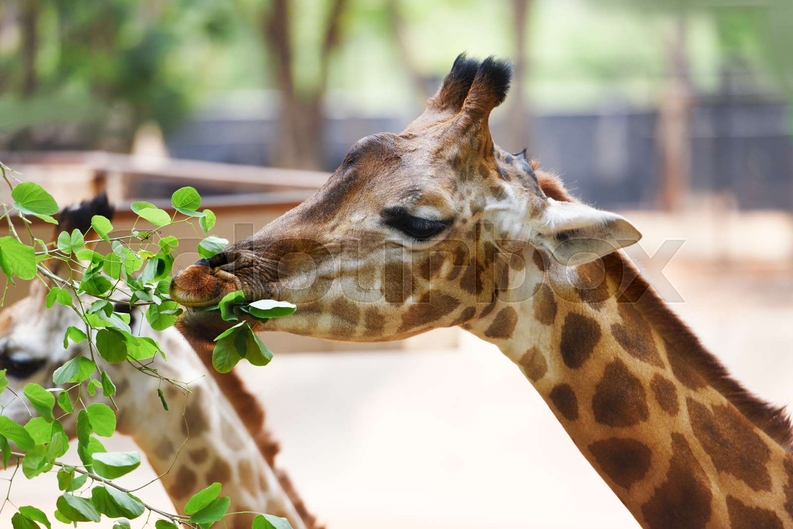 Giraffe Eating Leaves Up Close