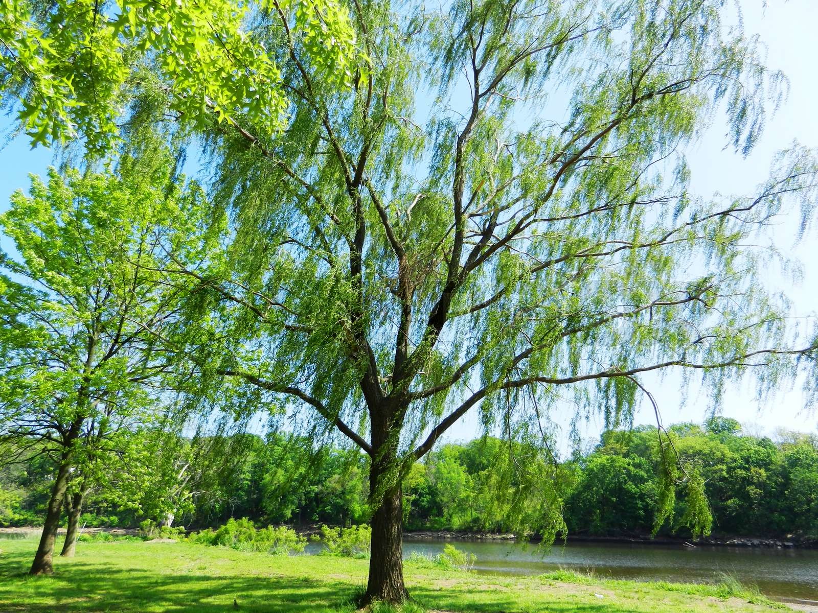 weide, baum, weiß | Stock Bild | Colourbox