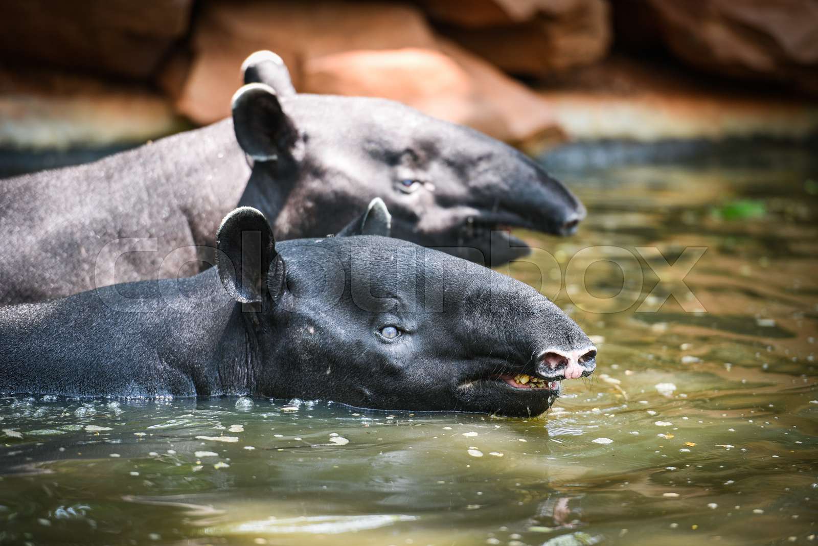 tapir swimming on the water in the wildlife sanctuary - Tapirus ...
