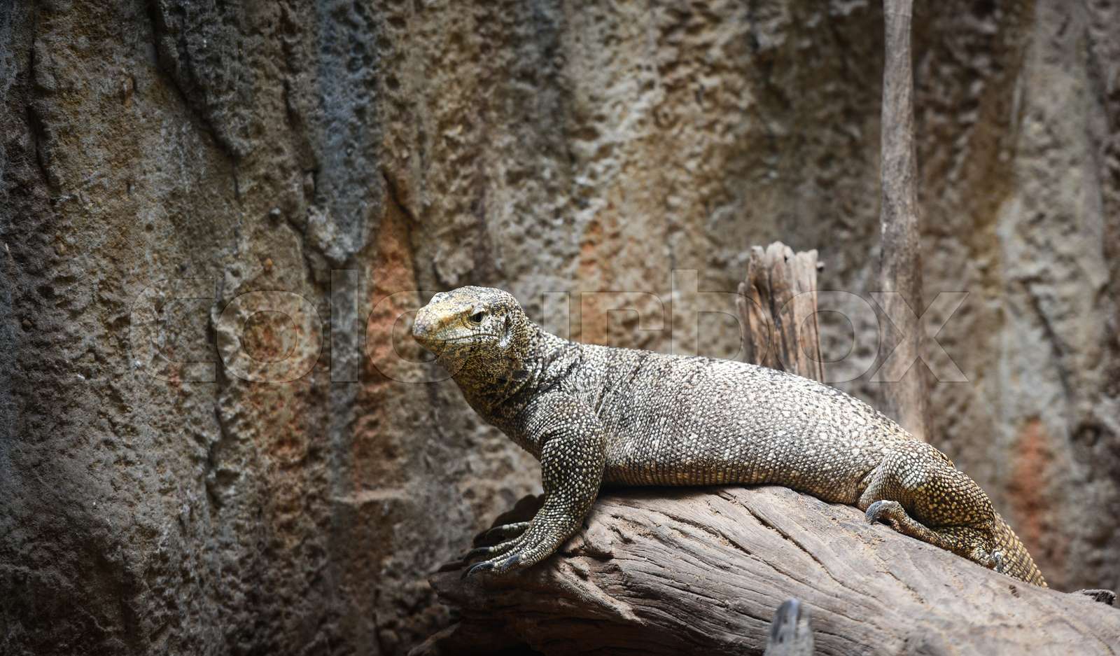 Bengal Monitor - Tree Monitor wildlife lizard / Varanus bengalensis ...