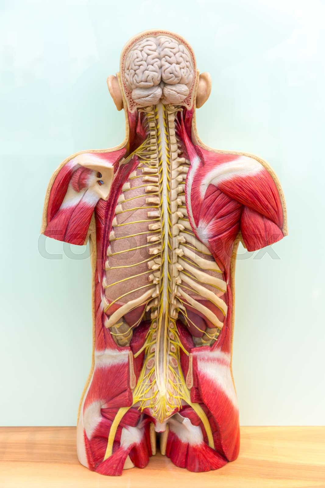 Human body, brain, skeleton and muscular system | Stock image | Colourbox