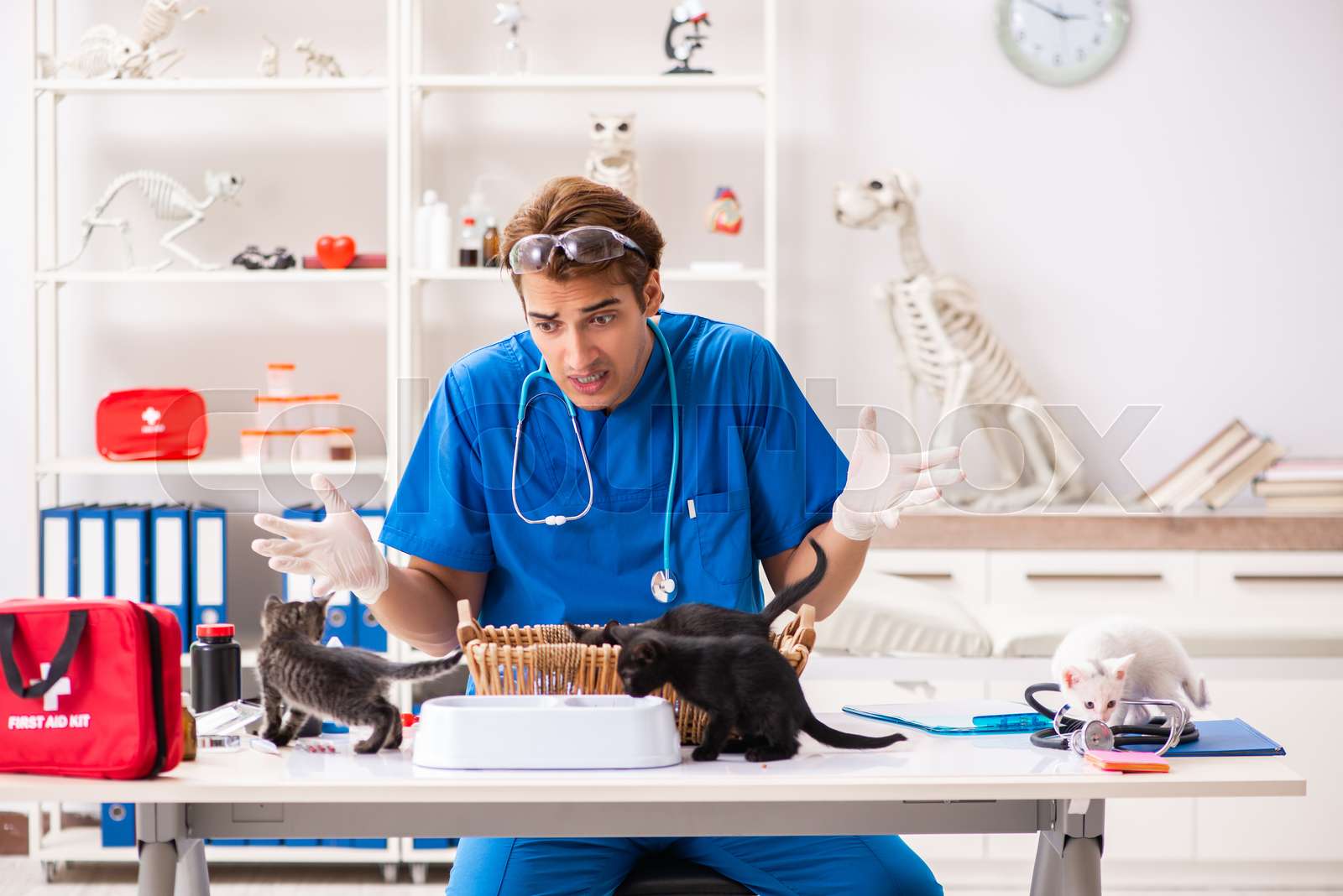 Vet doctor examining kittens in animal hospital | Stock image | Colourbox