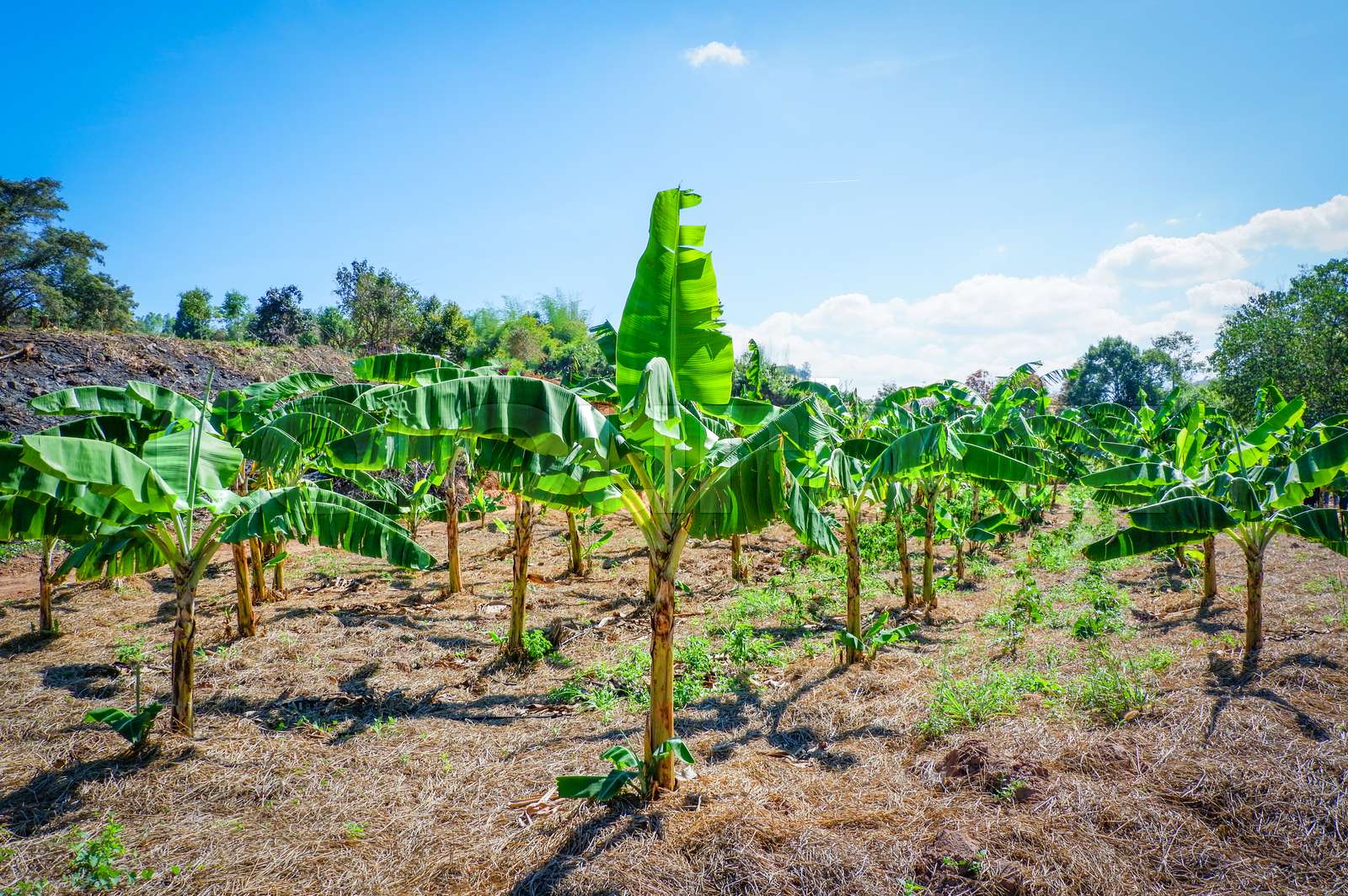 Planting banana tree with a bunch growing in banana plantation farm ...