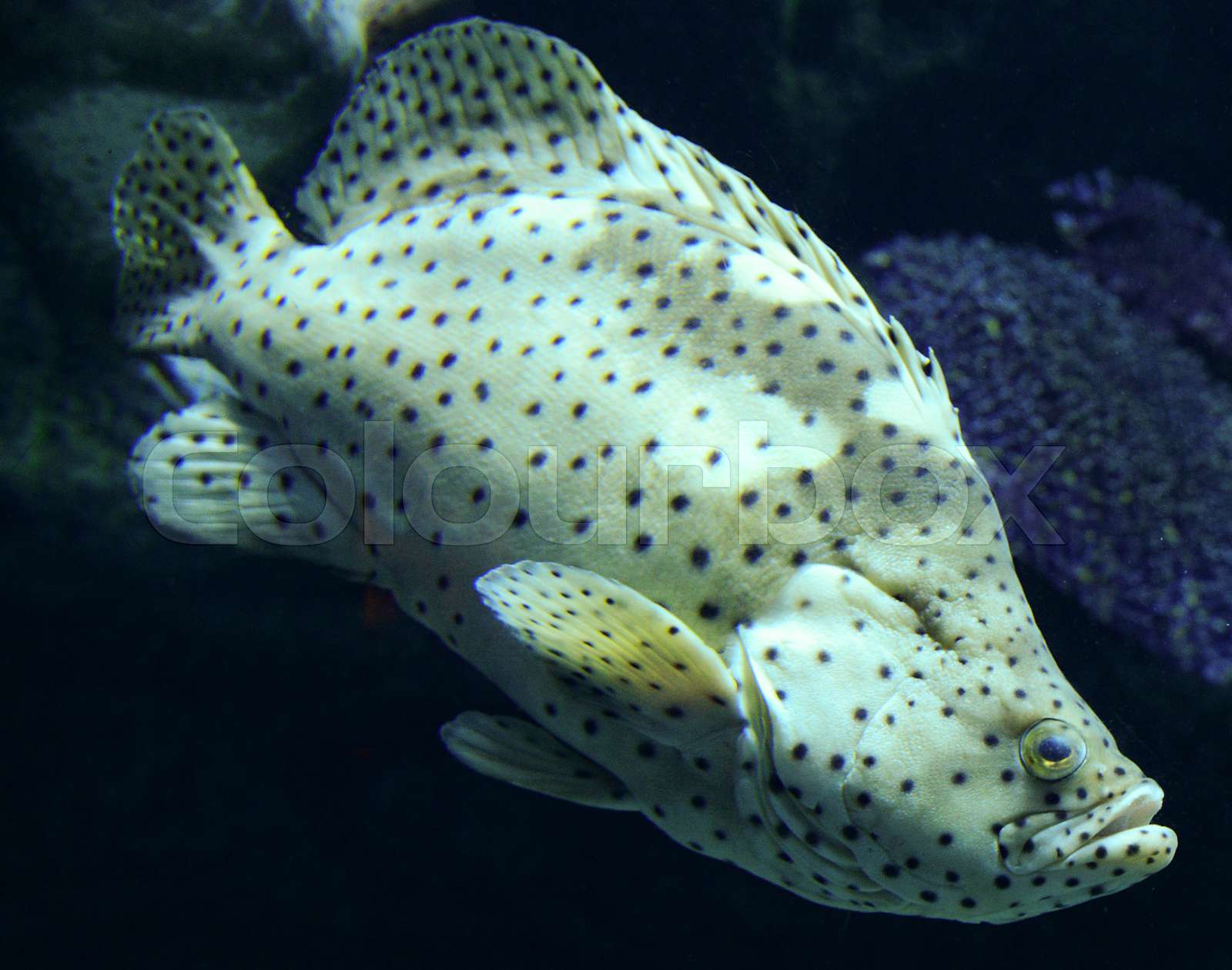 barramundi cod / grouper fish swimming marine life underwater ocean ...