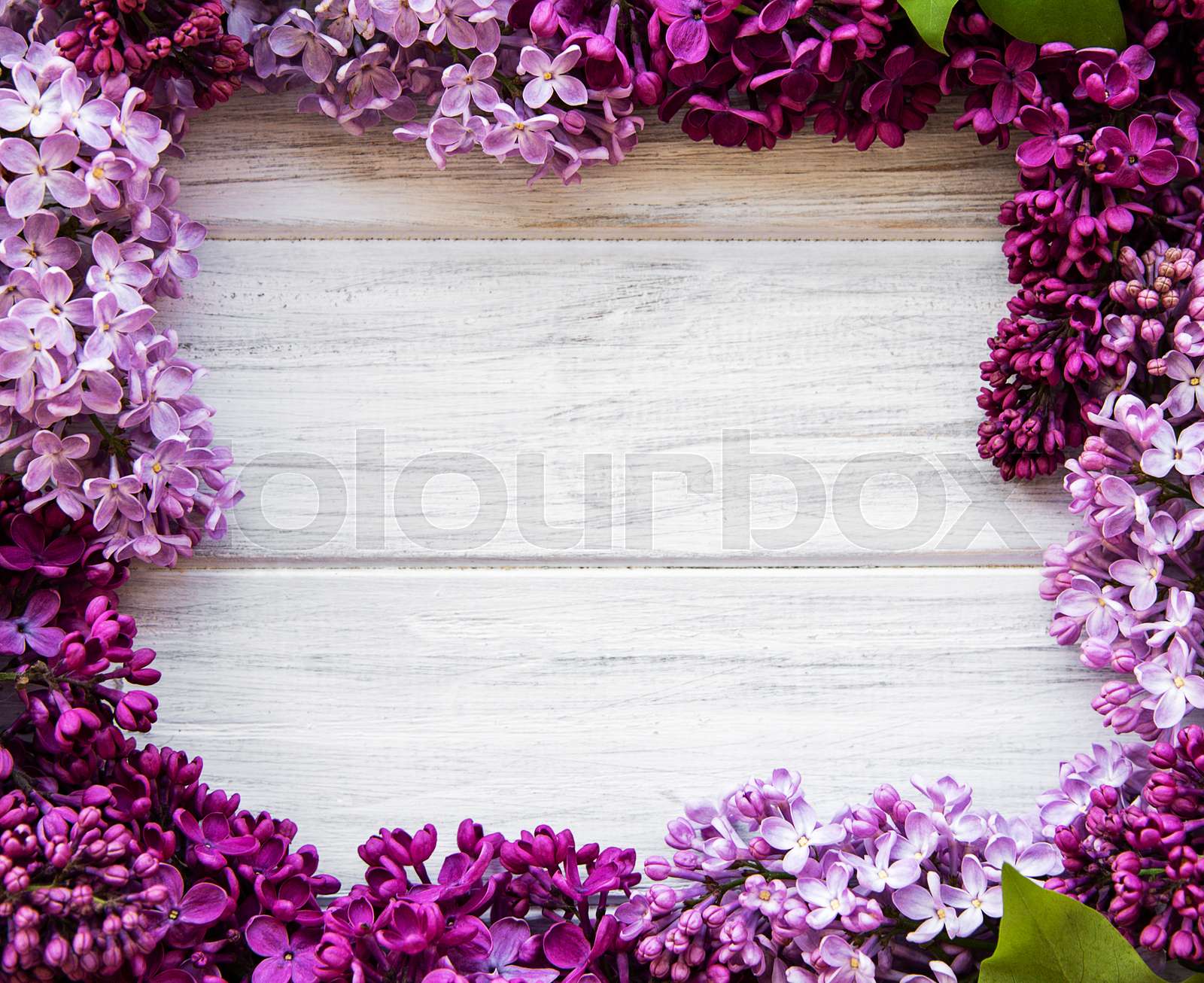 Lilac spring flower border | Stock image | Colourbox