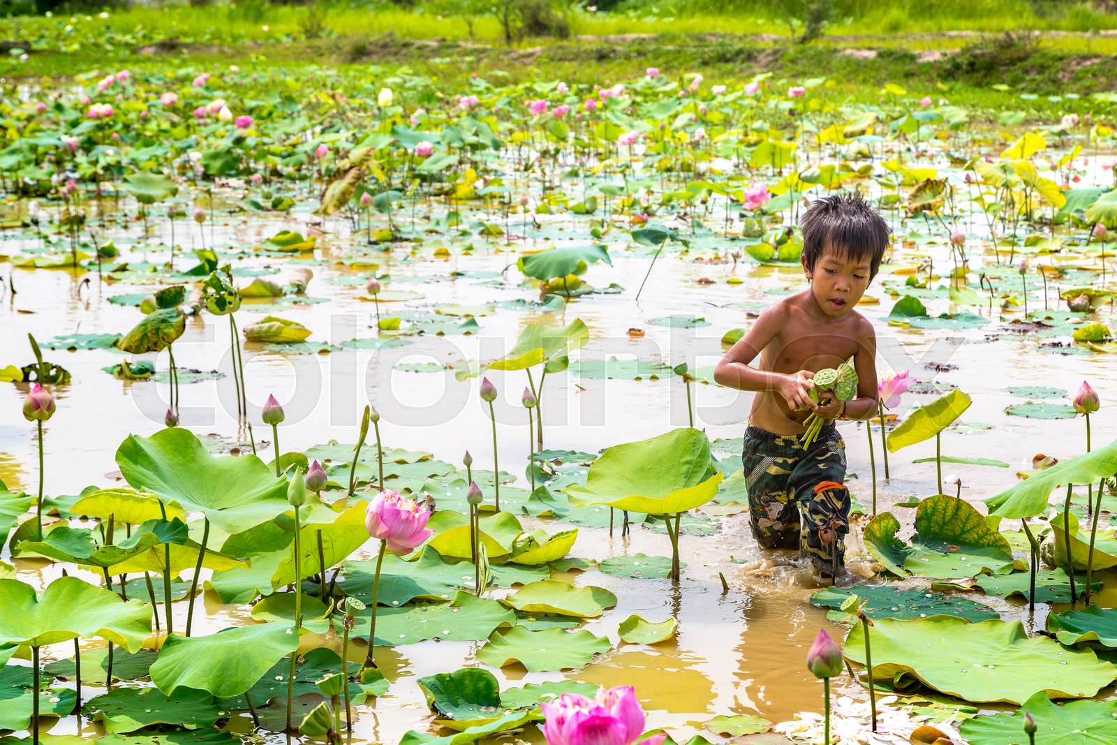 Lotus farm in Cambodia | Stock image | Colourbox