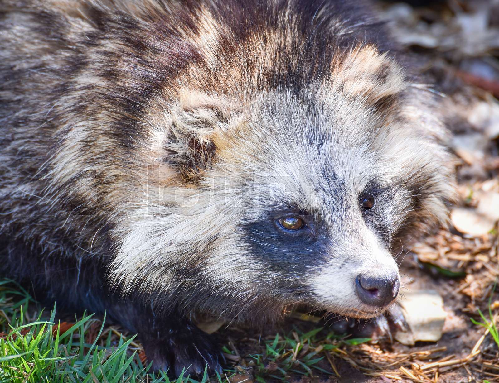 Japanese raccoon dog sitting in the grass / tanuki animal - Nyctereutes ...