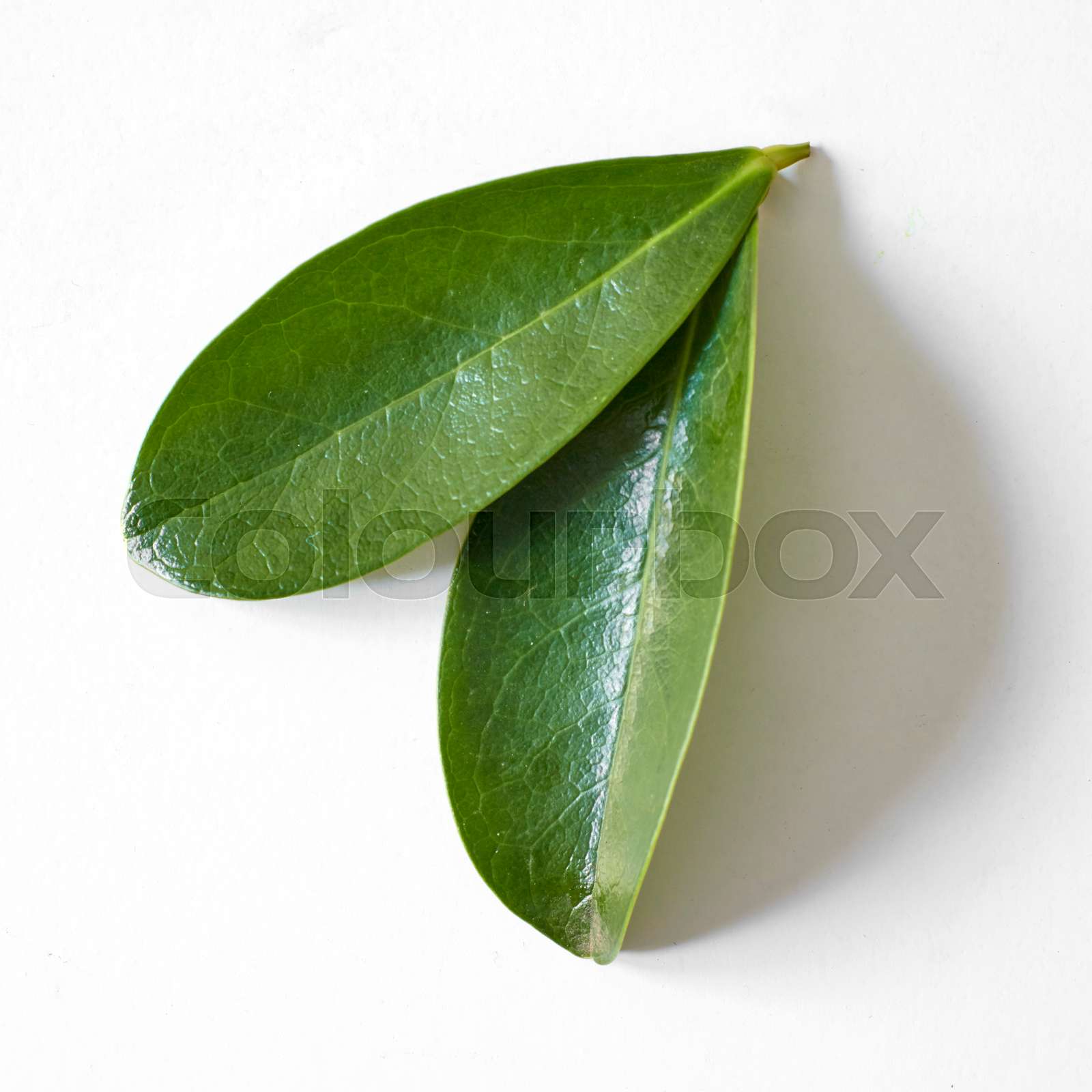 Orange Fruit Leaves | Stock image | Colourbox