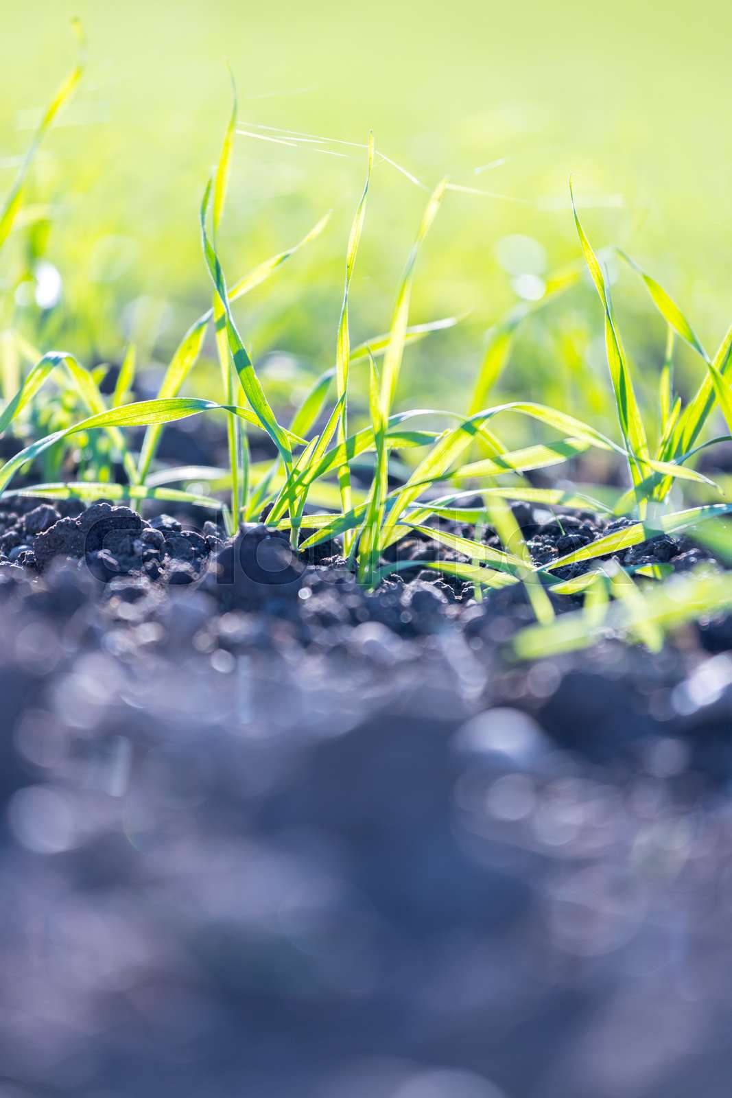 Fresh, green and fertile agriculture plants, grass | Stock image ...
