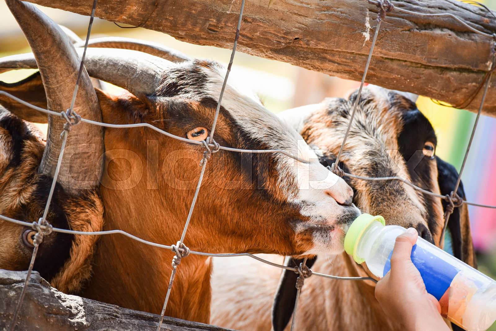 Feeding goat with milk bottle in the farm | Stock image | Colourbox