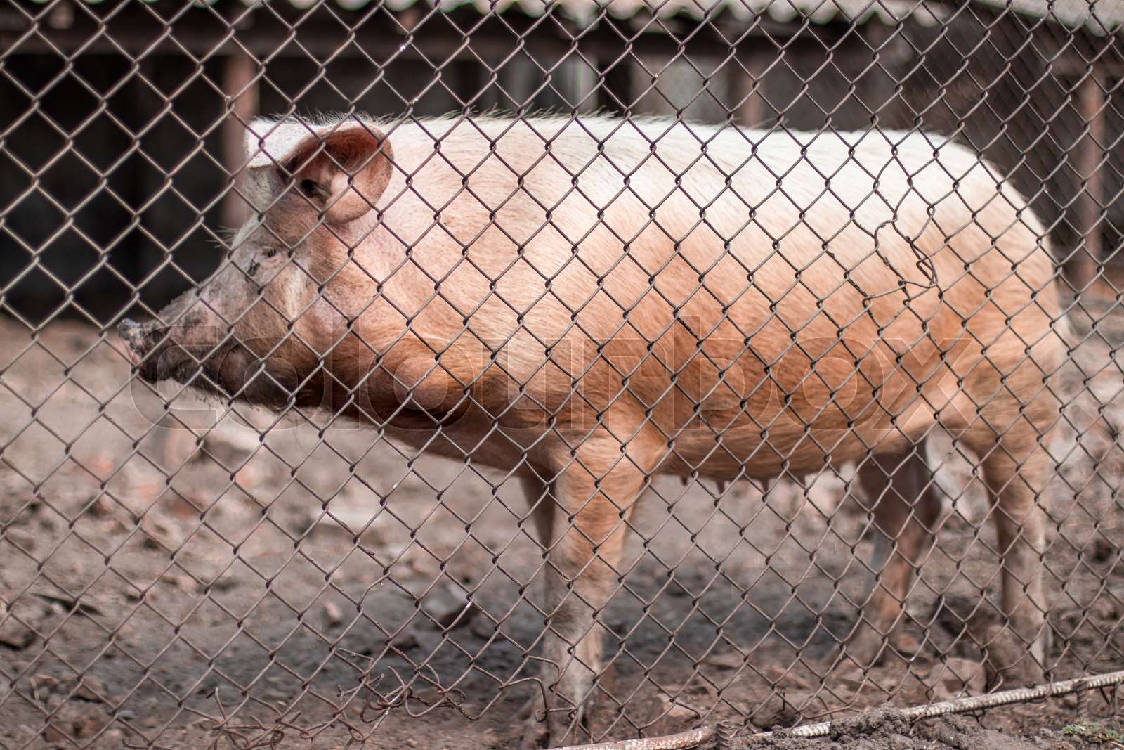 Pink pigs waiting for feed on the farm. | Stock image | Colourbox