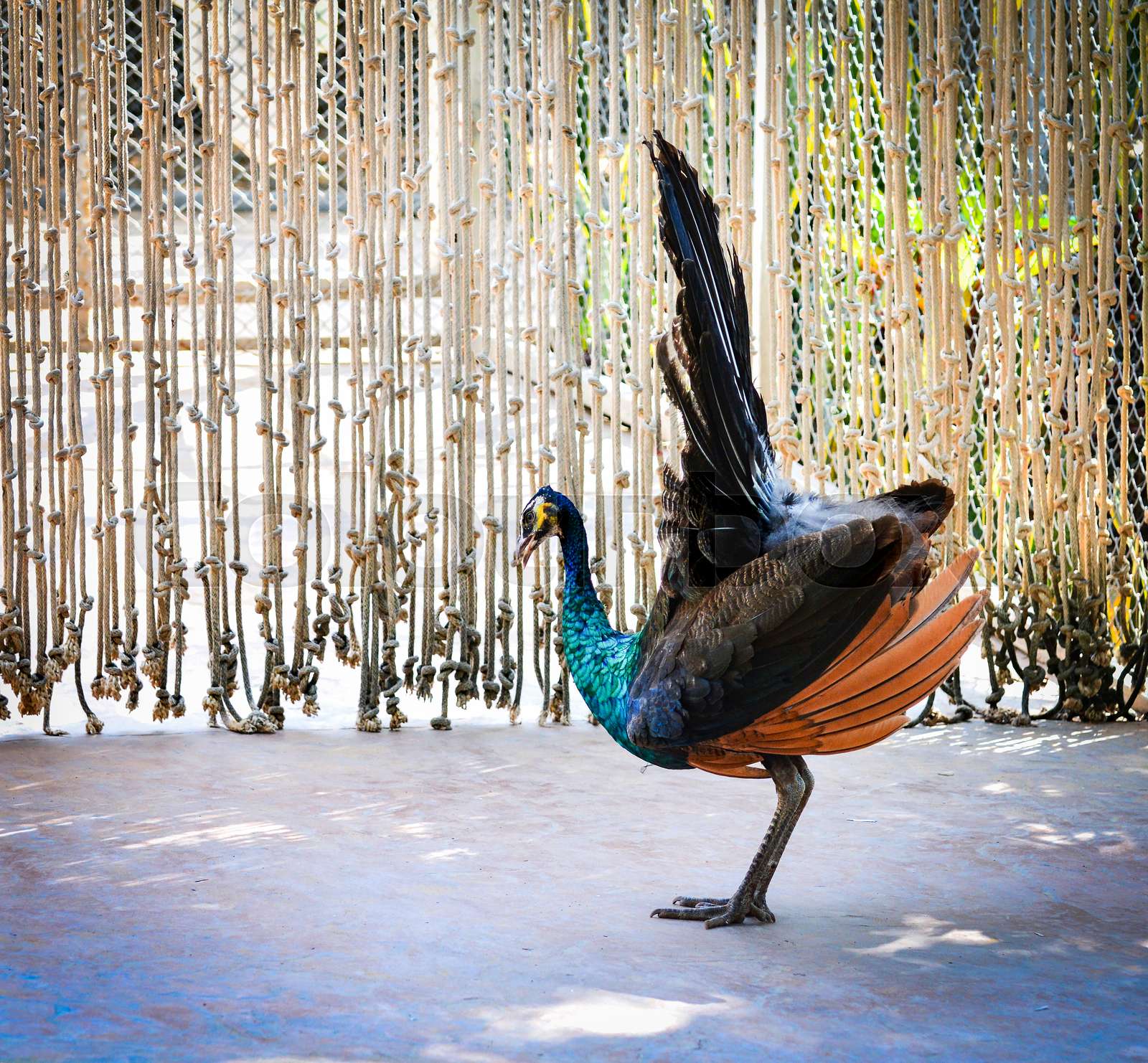 Female Peacocks Feathers