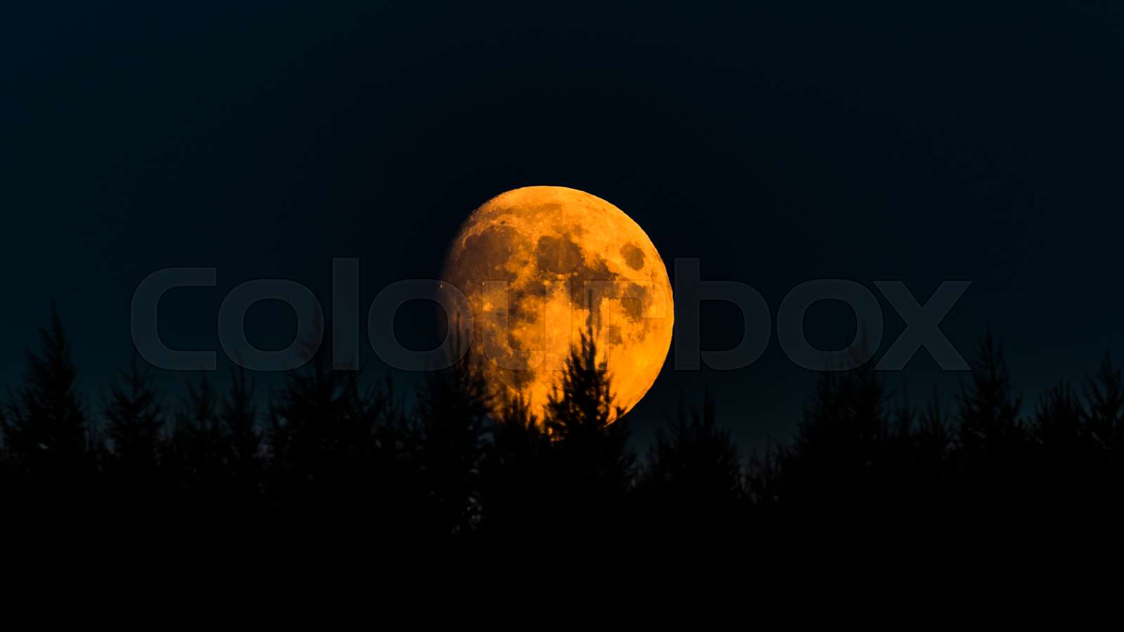Yellow moon on dark sky with trees in foreground. | Stock image | Colourbox