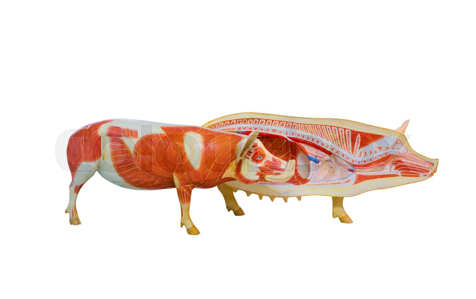 Anatomical model of pig, education concept | Stock image | Colourbox