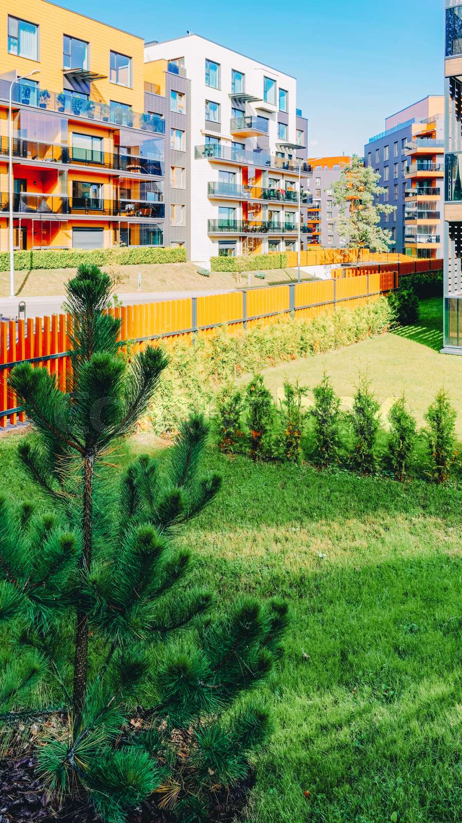 Pine tree at architectural apartment residential buildings | Stock ...