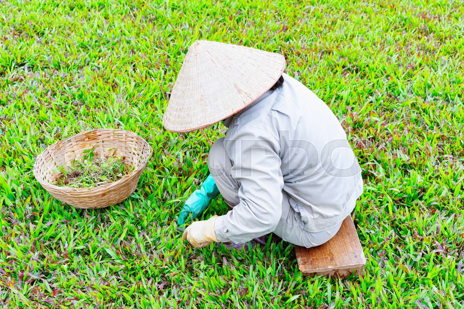 Farmer wearing traditional Vietnamese hat on rice field | Stock image ...
