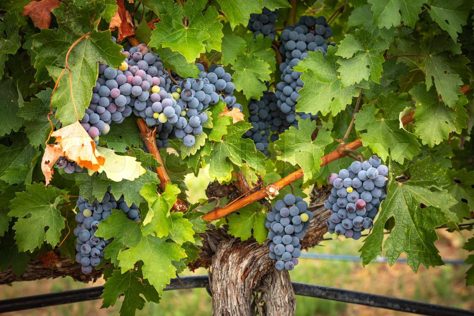 Lush Wine Grapes Clusters Hanging On The Vine | Stock image | Colourbox