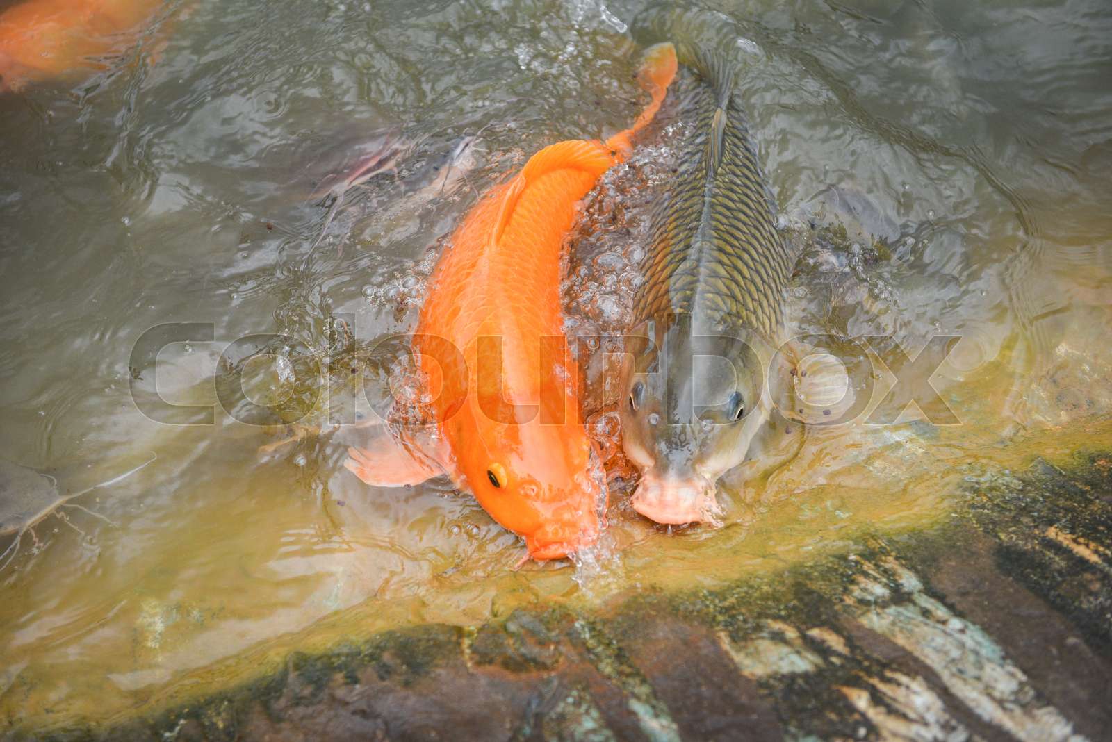 Common Carp In Water