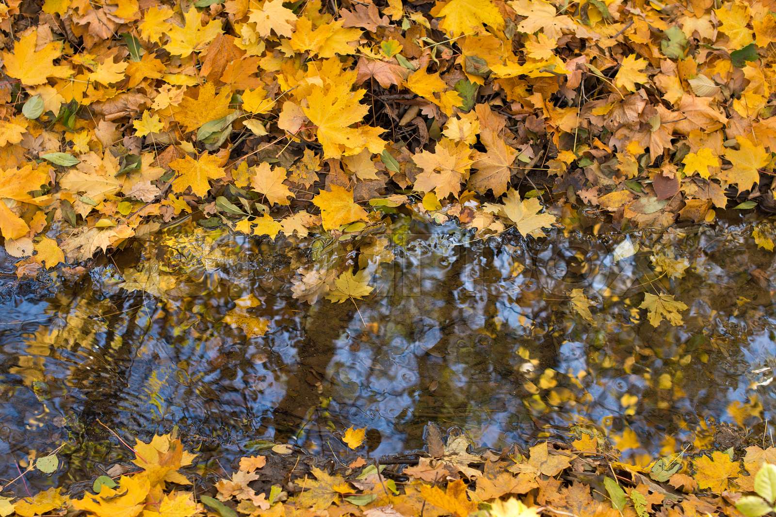 Falling leaves over the creek in the autumn. | Stock image | Colourbox