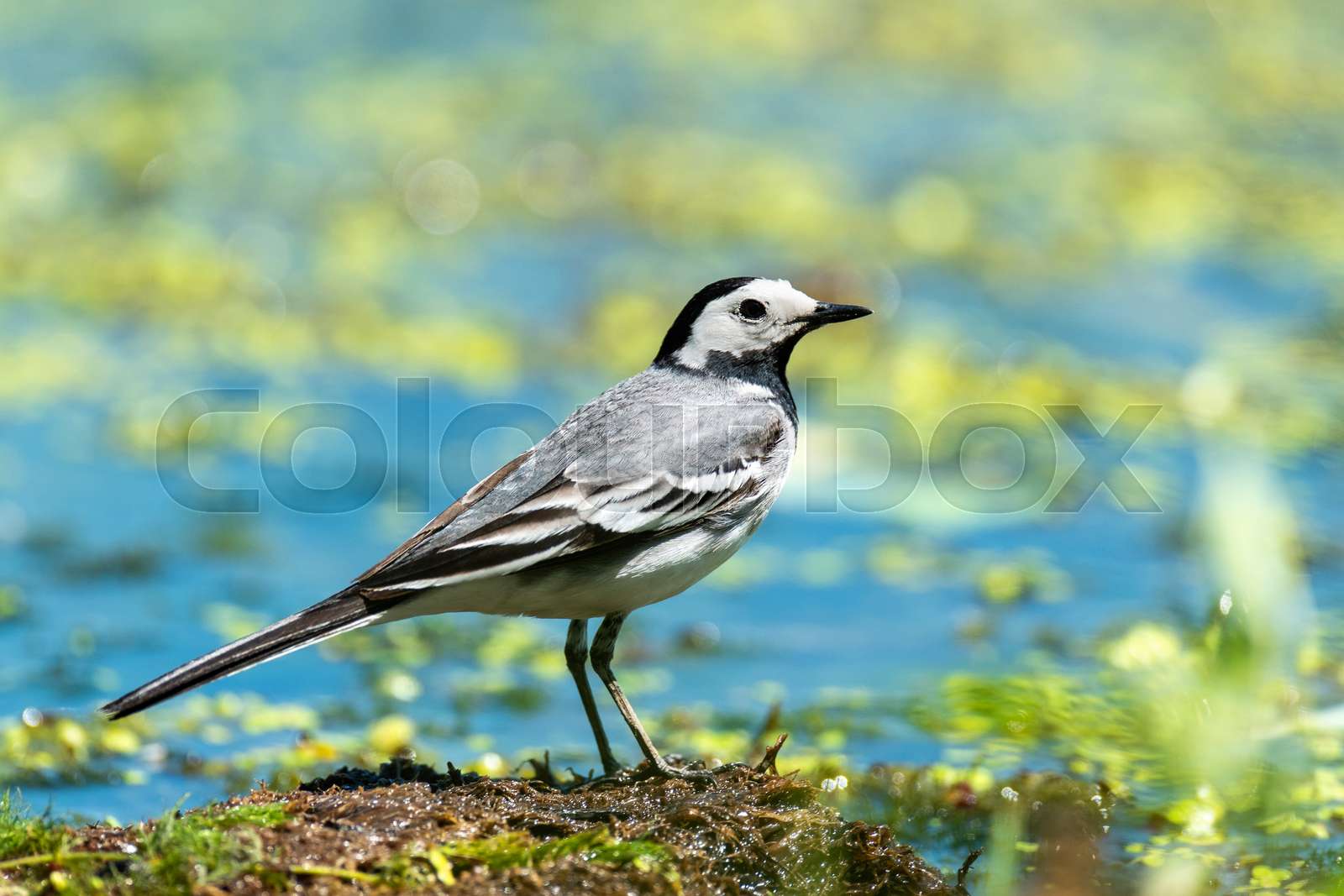 Small white bird White wagtail | Stock image | Colourbox
