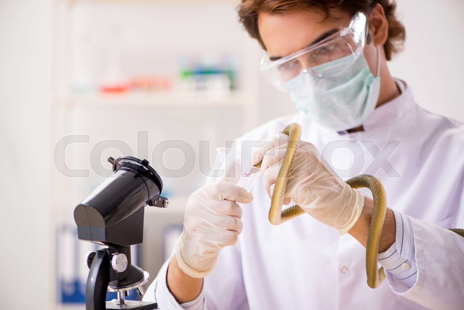 The male scientist extracting poison from snake for drug synthesis ...