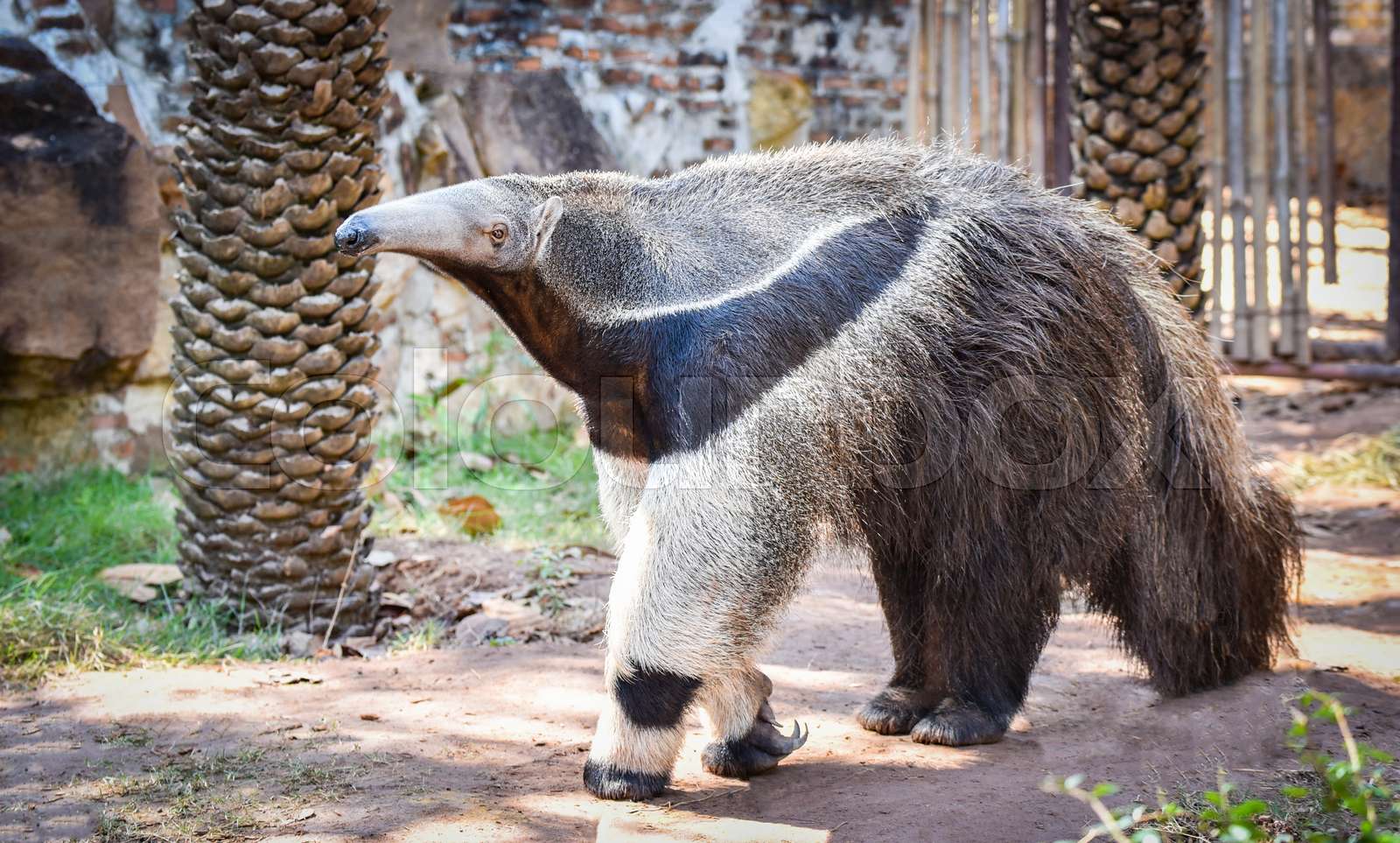 Giant anteater walking in the farm Wildlife Sanctuary | Stock image ...