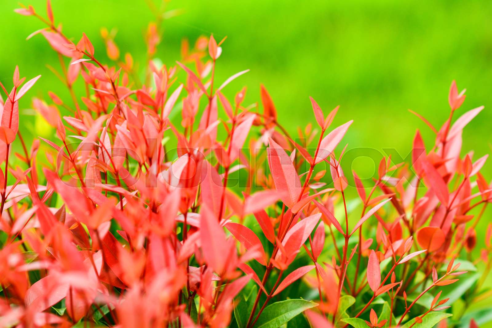 Beautiful red leaf of Syzygium australe plant or Christina tree | Stock ...