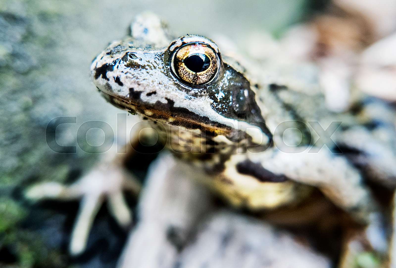 Common frogs | Stock image | Colourbox