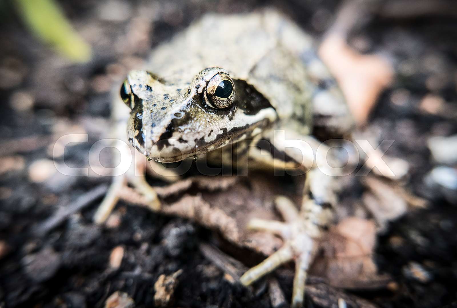 Common frogs | Stock image | Colourbox