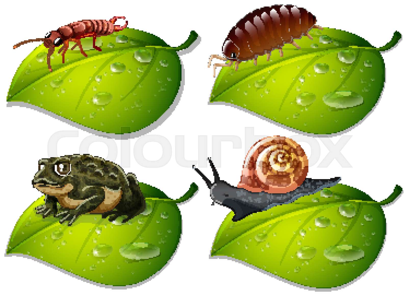 Four types of insects on green leaves | Stock vector | Colourbox