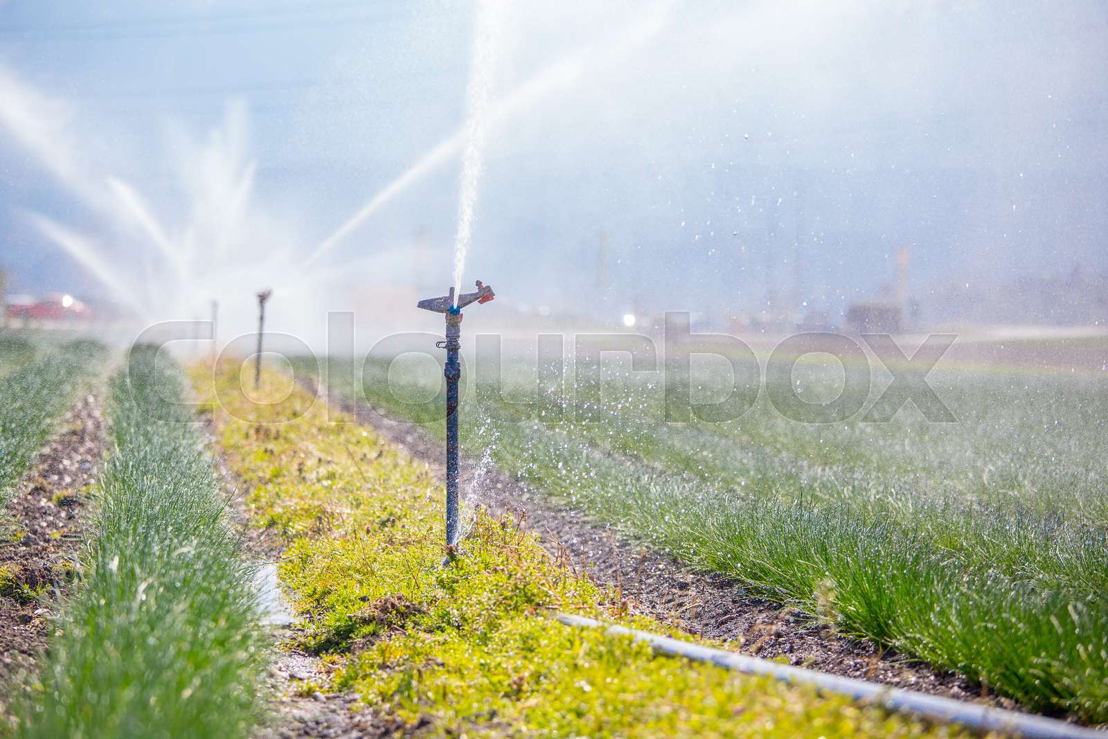 Irrigation plant system on a field, agriculture and plants | Stock ...