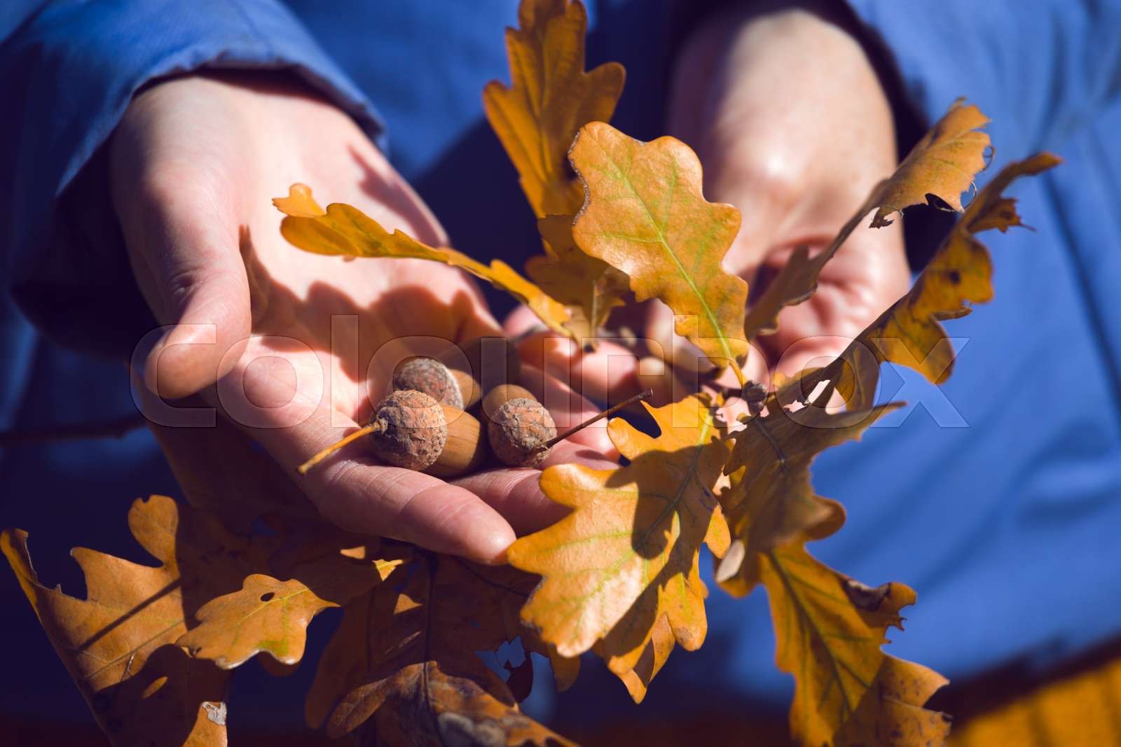 hands hold the acorns | Stock image | Colourbox