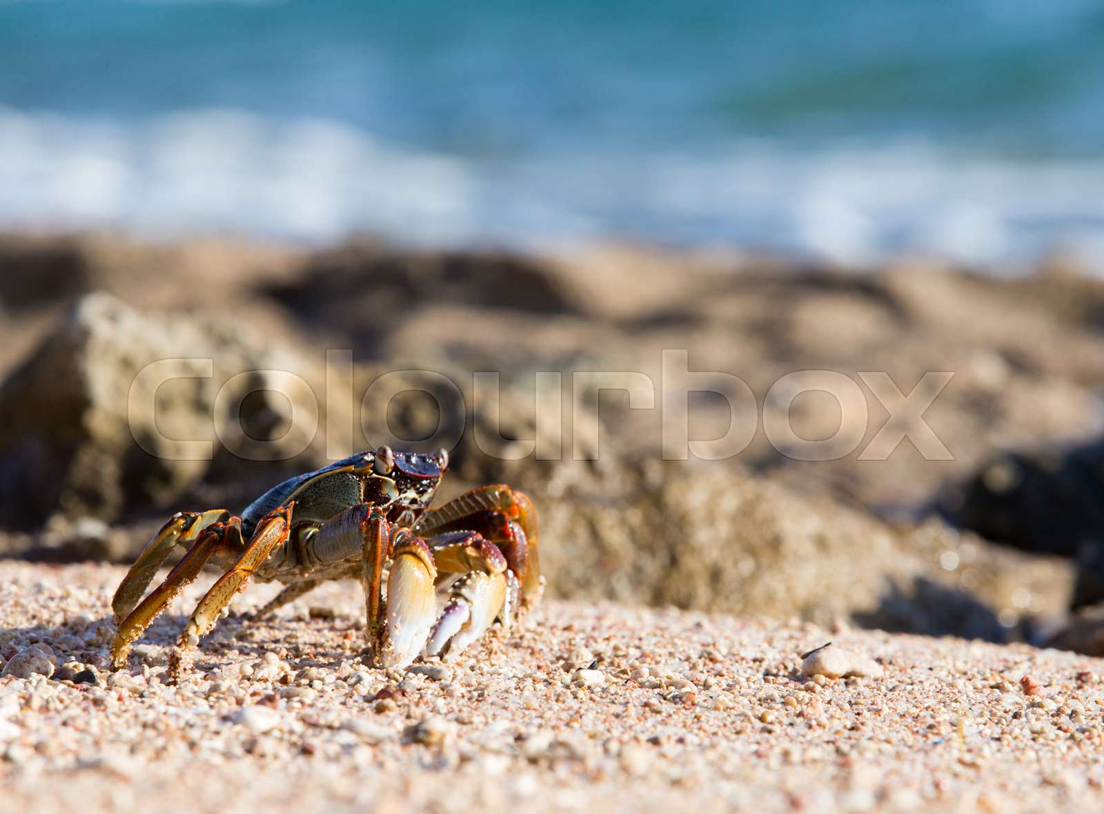 crab on beach | Stock image | Colourbox