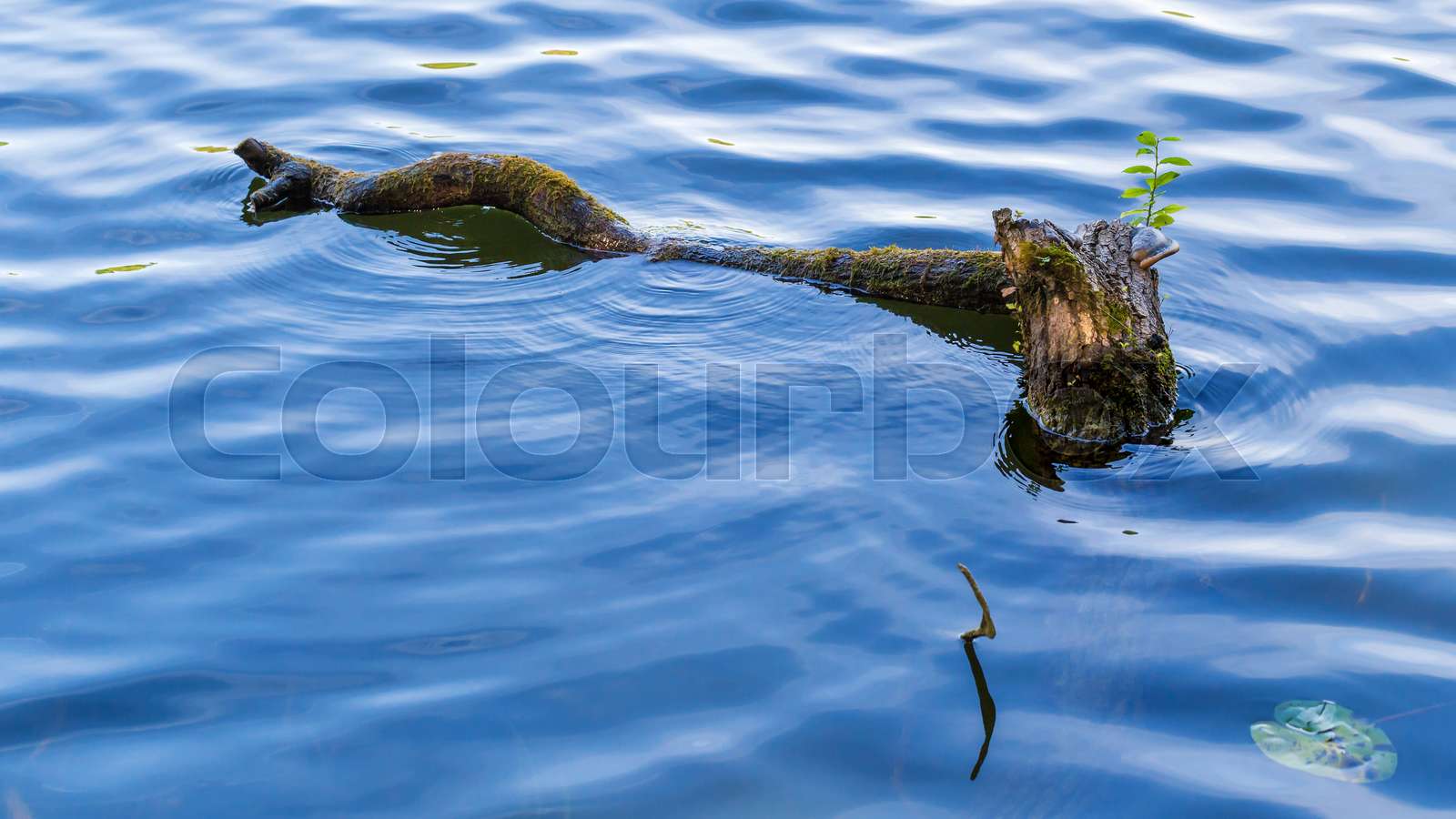 Log in water | Stock image | Colourbox