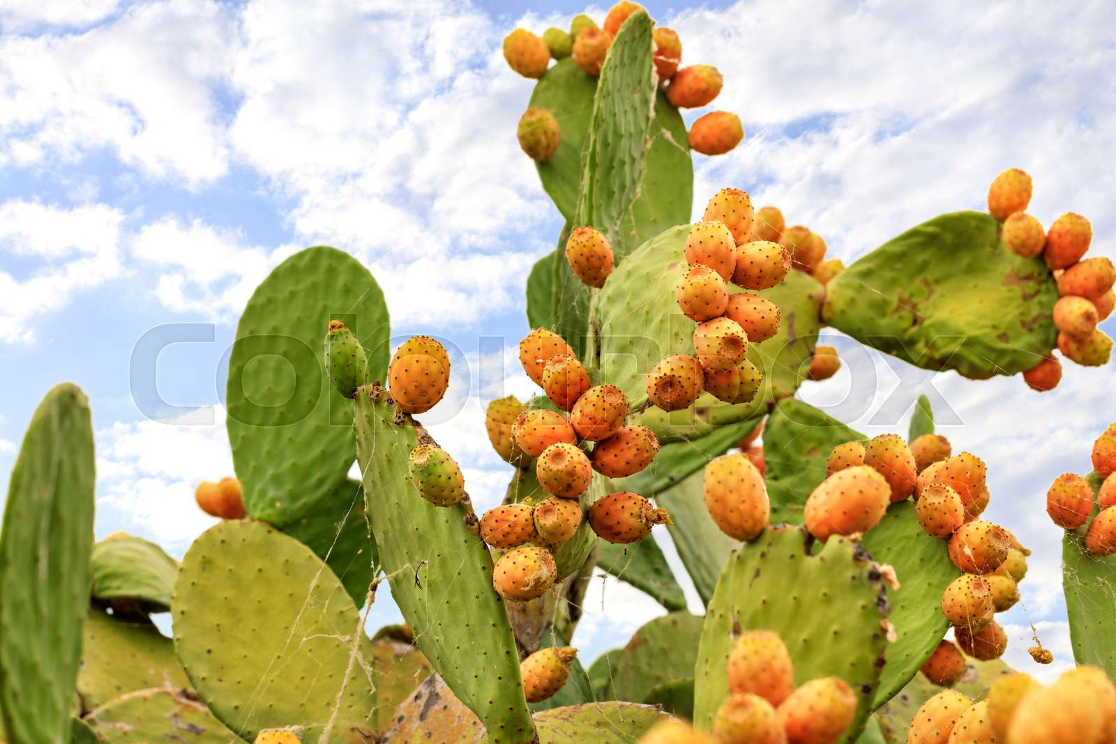 Prickly Pear Fruit Ripe