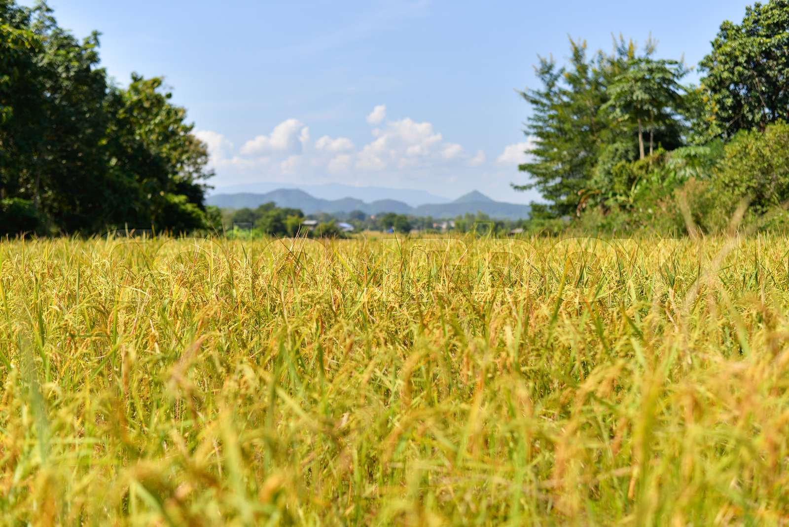 Yellow golden ripe rice field wait for harvesting in the agriculture ...