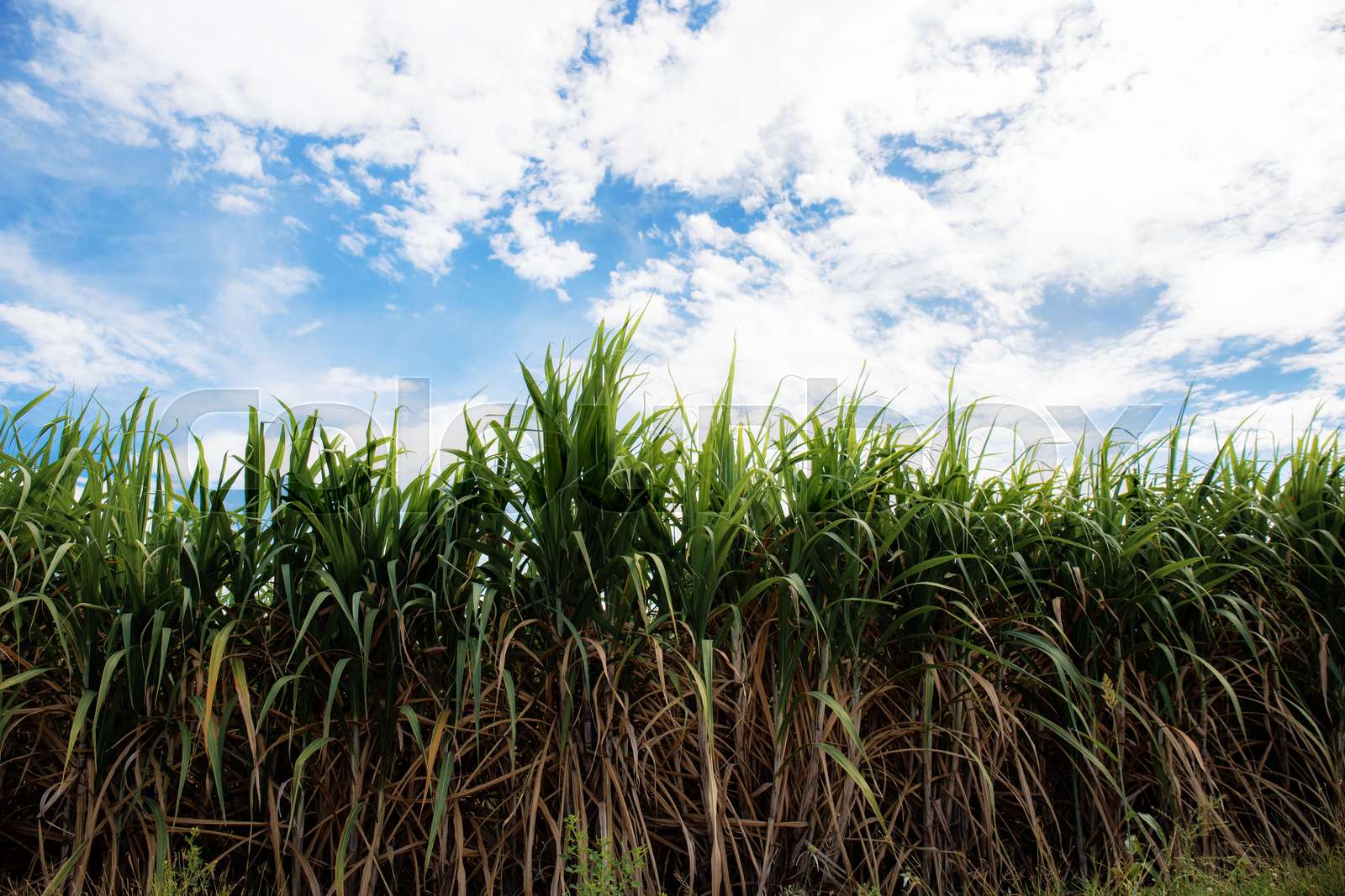 Sugarcane on field with the sky in summer. | Stock image | Colourbox