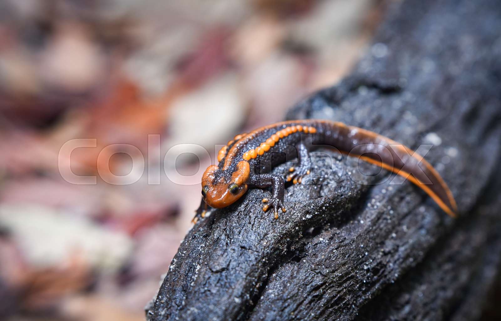 salamander on wooden logs wildlife reptile crocodile salamander spotted ...