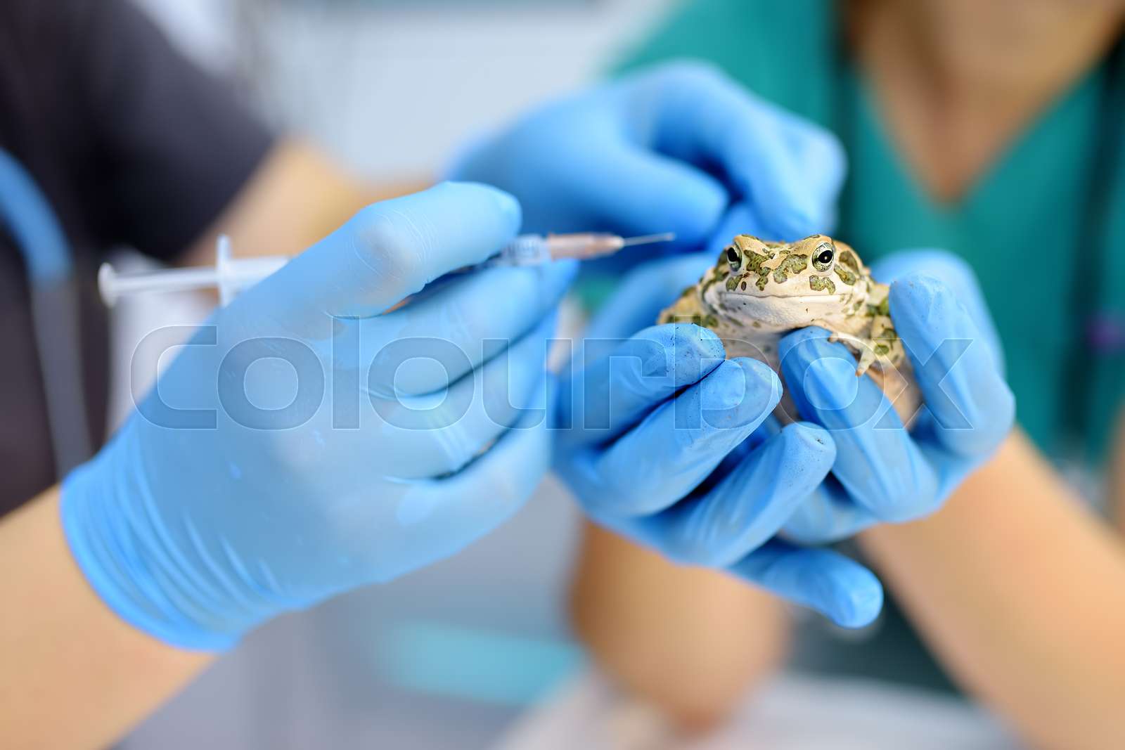 Two veterinarian examines a toad and give an injection in a veterinary ...